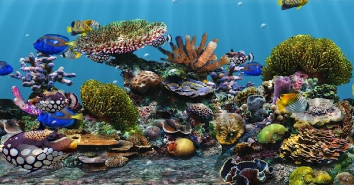 3D Fish School Screen Saver - pctipp.ch