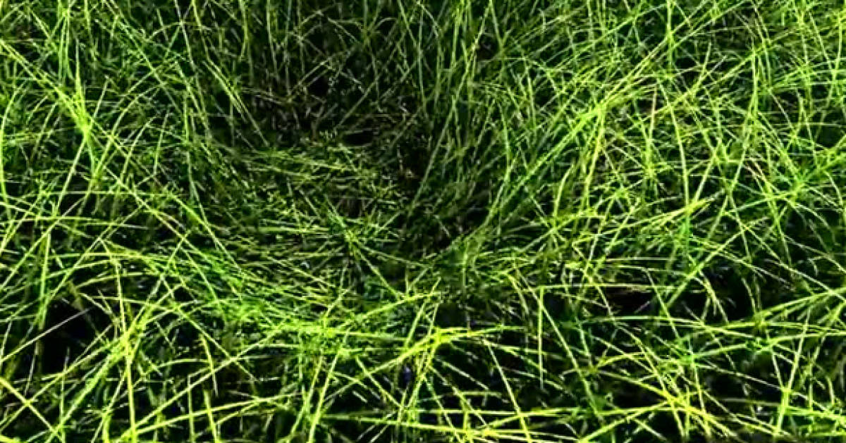 Nvidia Turf Effects: Schlemmerrasen für virtuelle Kühe - pctipp.ch